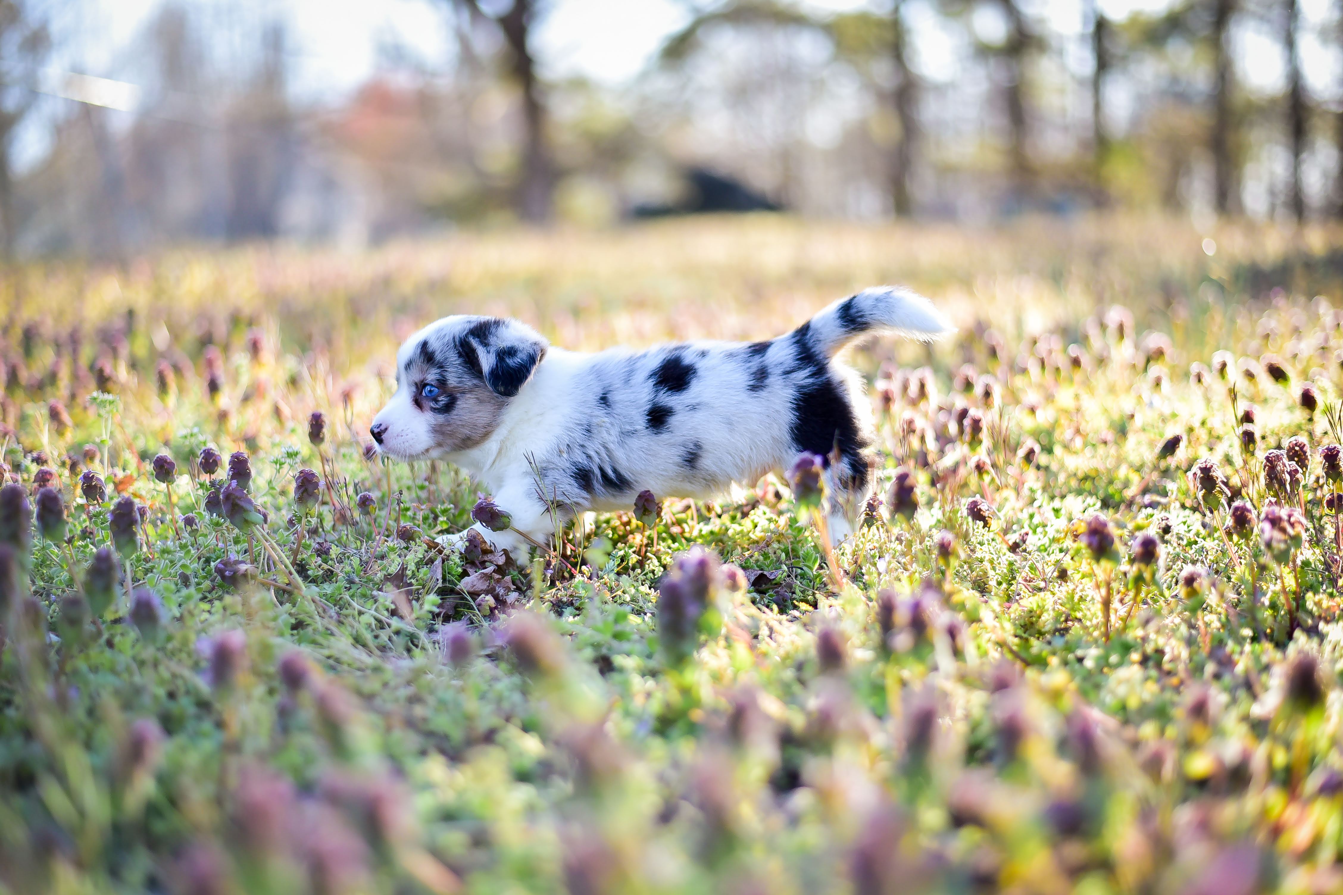 Meet Our New Corgi Puppy, Duke! – Navy Corgi
