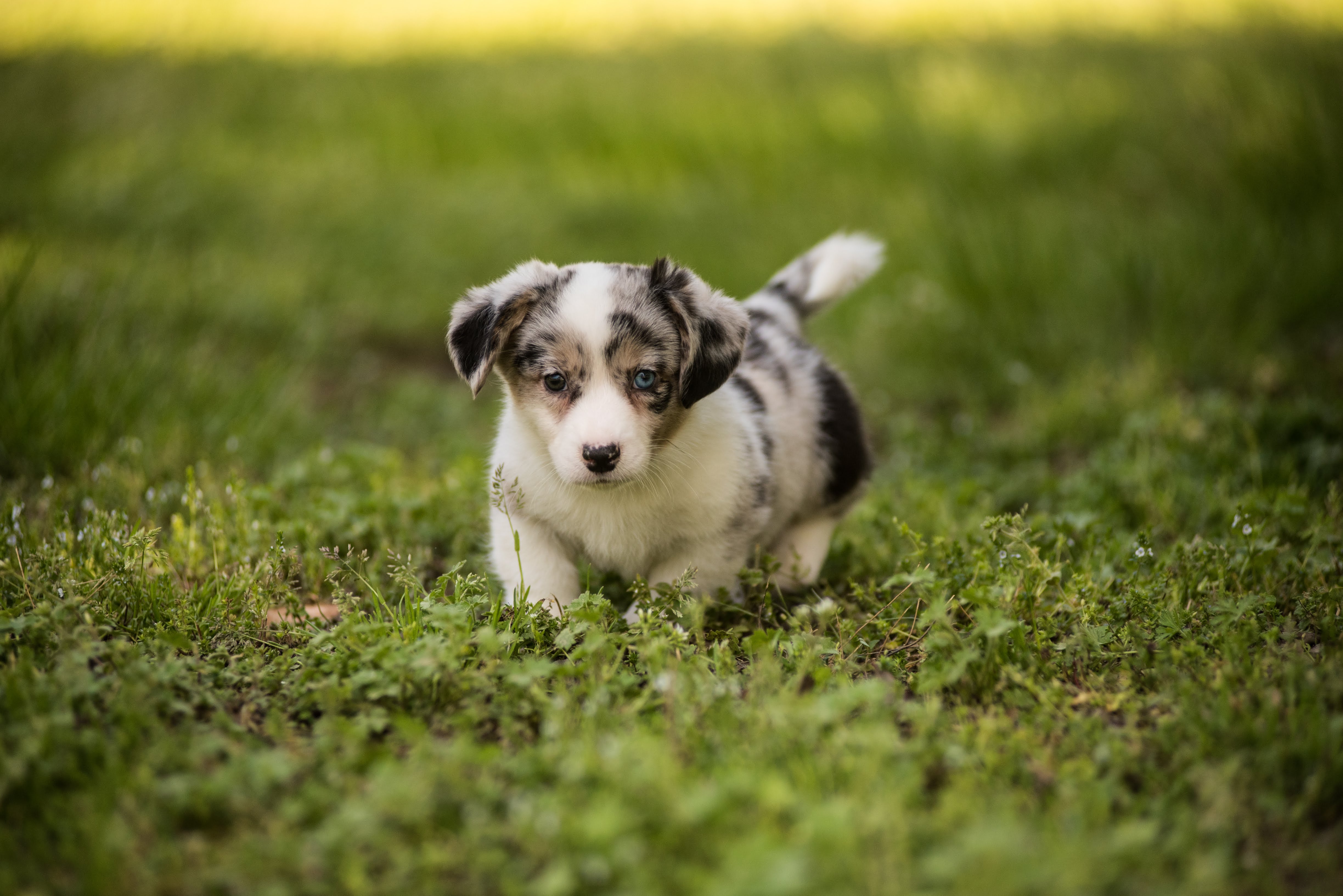 Meet Our New Corgi Puppy, Duke! – Navy Corgi