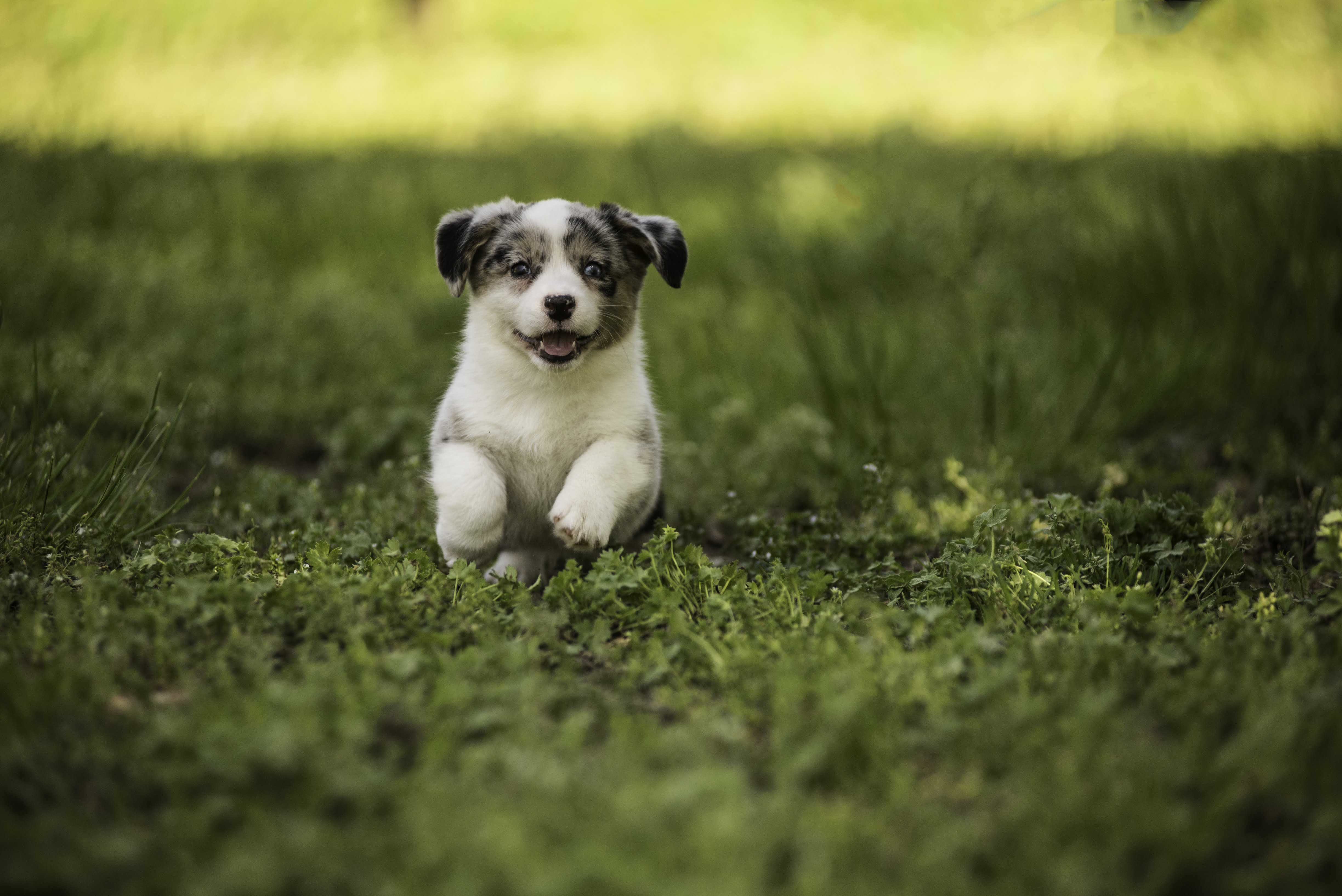 Meet Our New Corgi Puppy, Duke! – Navy Corgi