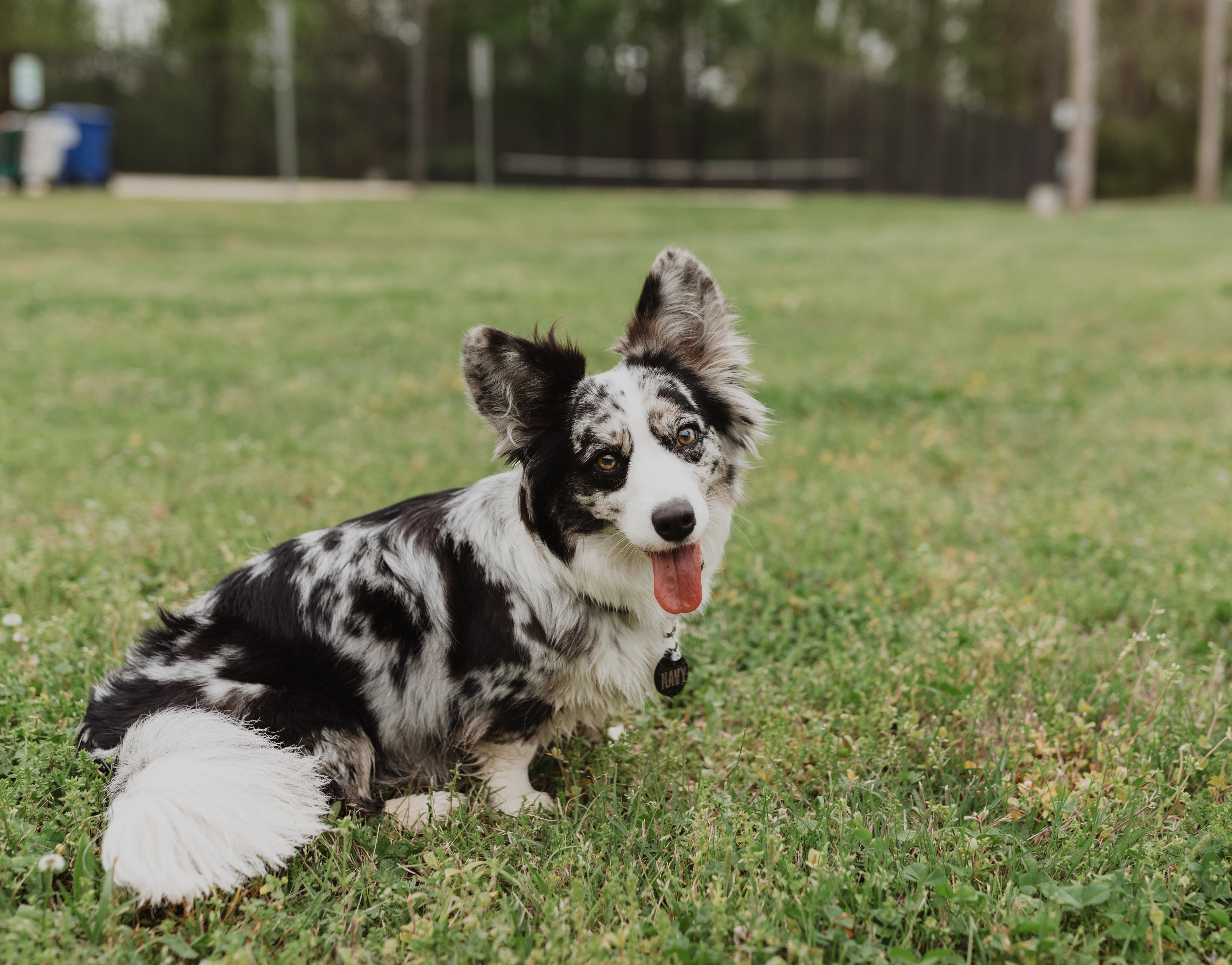 24 Hours in Raleigh North Carolina | Dog-Friendly Travel Guide – Navy Corgi