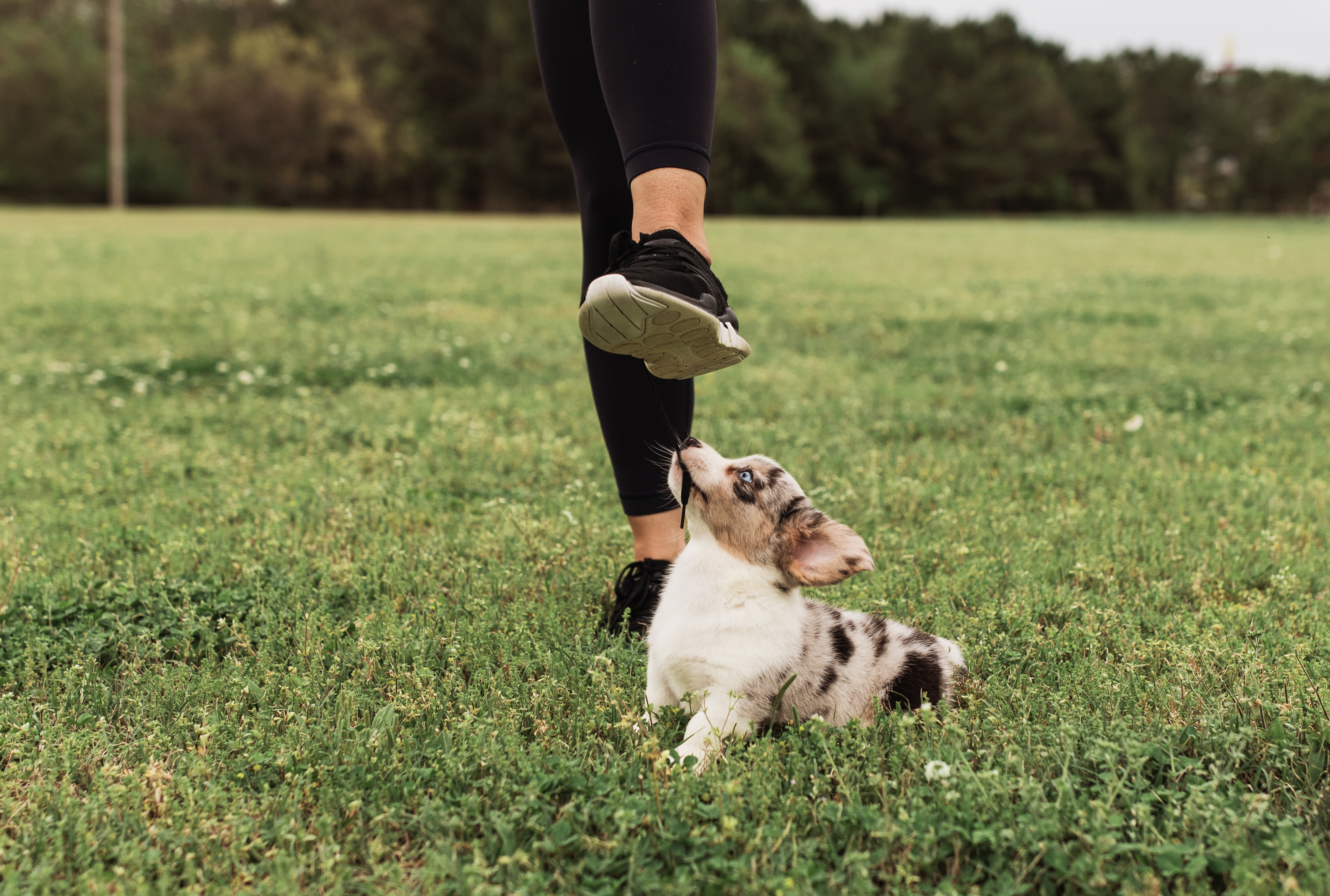 Tips for Going from One to Two Dogs – Navy Corgi